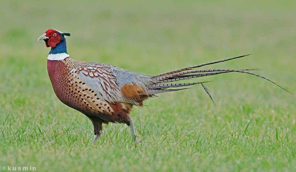 6 giống chim trĩ đẹp, được ưa chuộng | Farmvina Nông Nghiệp
