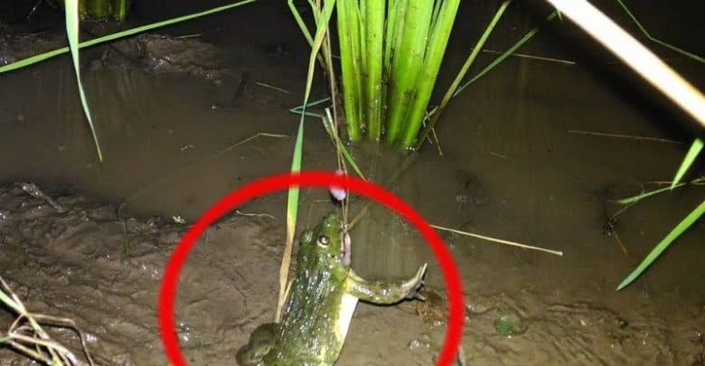 Câu ếch đồng: Hướng dẫn từ A đến Z | Farmvina Nông Nghiệp