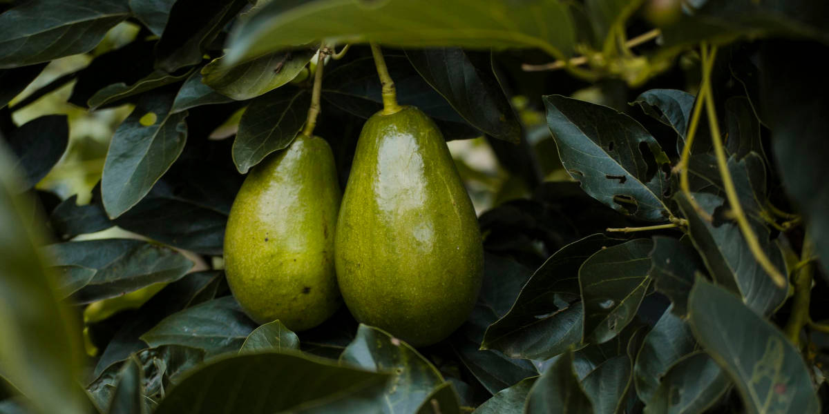Trái bơ: Những điều bạn cần biết | Farmvina Nông Nghiệp
