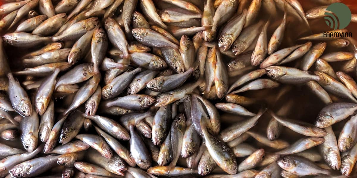 Cá Mòi: Đặc điểm, giá trị và cách đánh bắt | Farmvina Nông Nghiệp