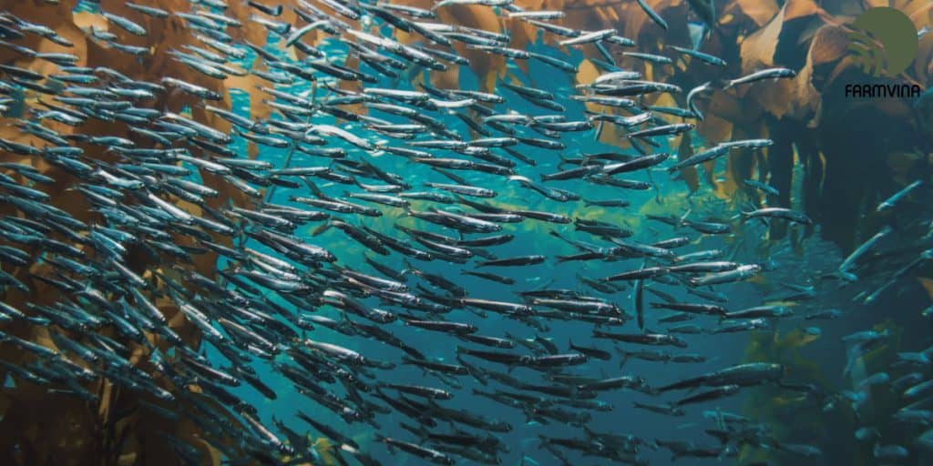 Cá Trích: Đặc điểm, giá trị, và cách khai thác | Farmvina Nông Nghiệp