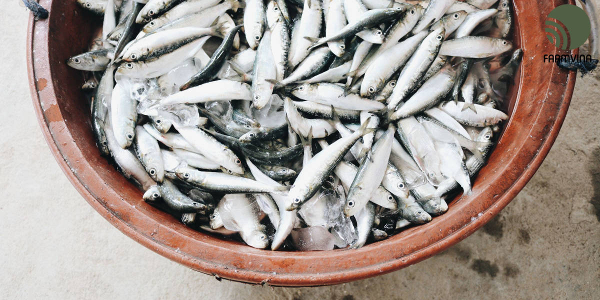 Cá Trích: Đặc điểm, giá trị, và cách khai thác | Farmvina Nông Nghiệp