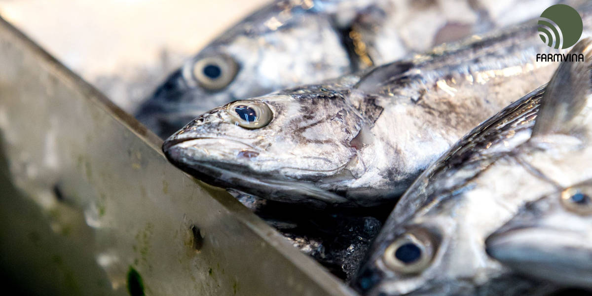 Cá Trích: Đặc điểm, giá trị, và cách khai thác | Farmvina Nông Nghiệp