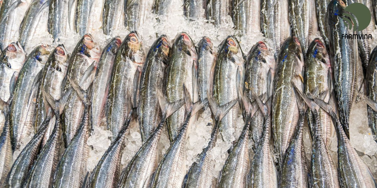 Cá Trích: Đặc điểm, giá trị, và cách khai thác | Farmvina Nông Nghiệp