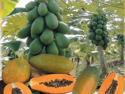 Cách trồng đu đủ lùn cao sản | Farmvina Nông Nghiệp